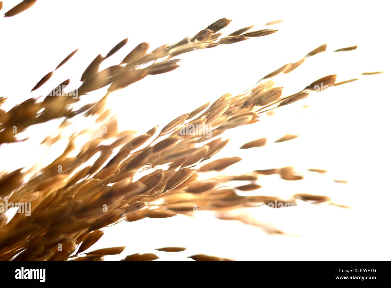 Yellow paddy rice grain isolated on white background Stock Photo - Alamy