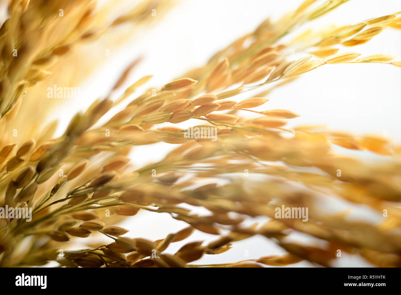 Yellow paddy rice grain isolated on white background Stock Photo - Alamy