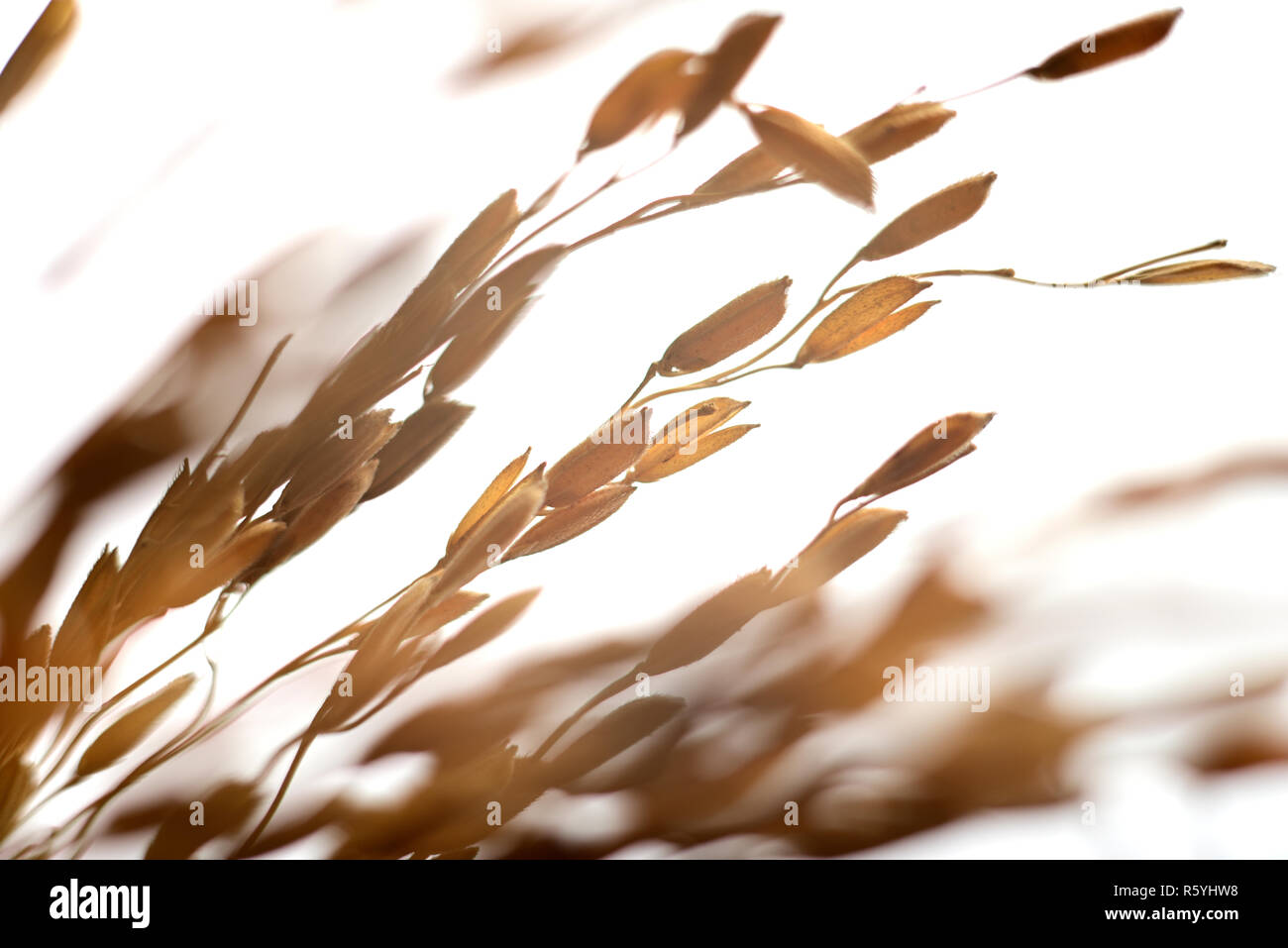 Yellow paddy rice grain isolated on white background Stock Photo - Alamy