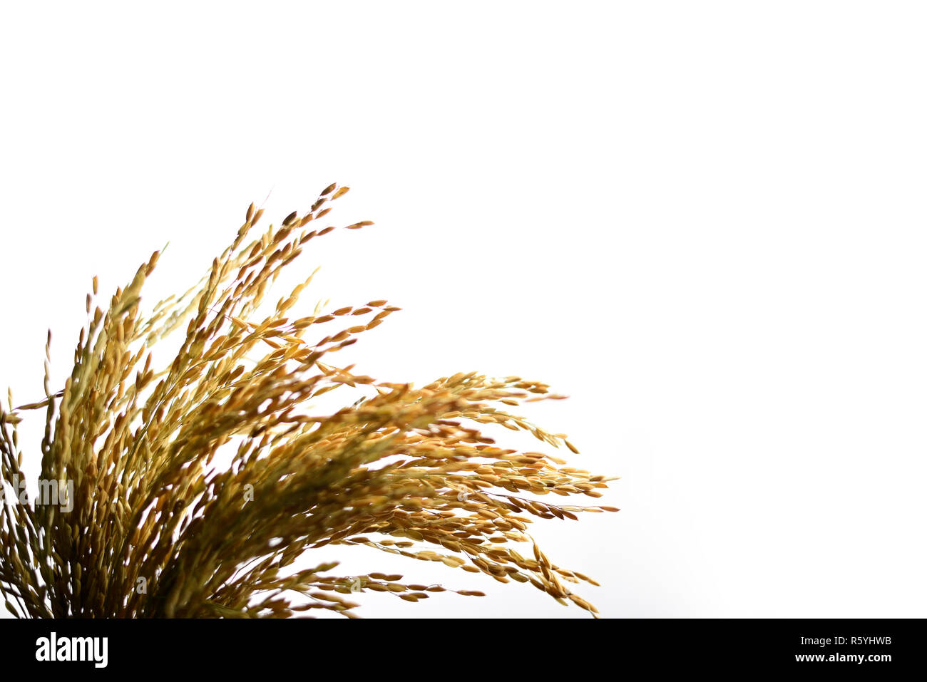 Yellow paddy rice grain isolated on white background Stock Photo - Alamy