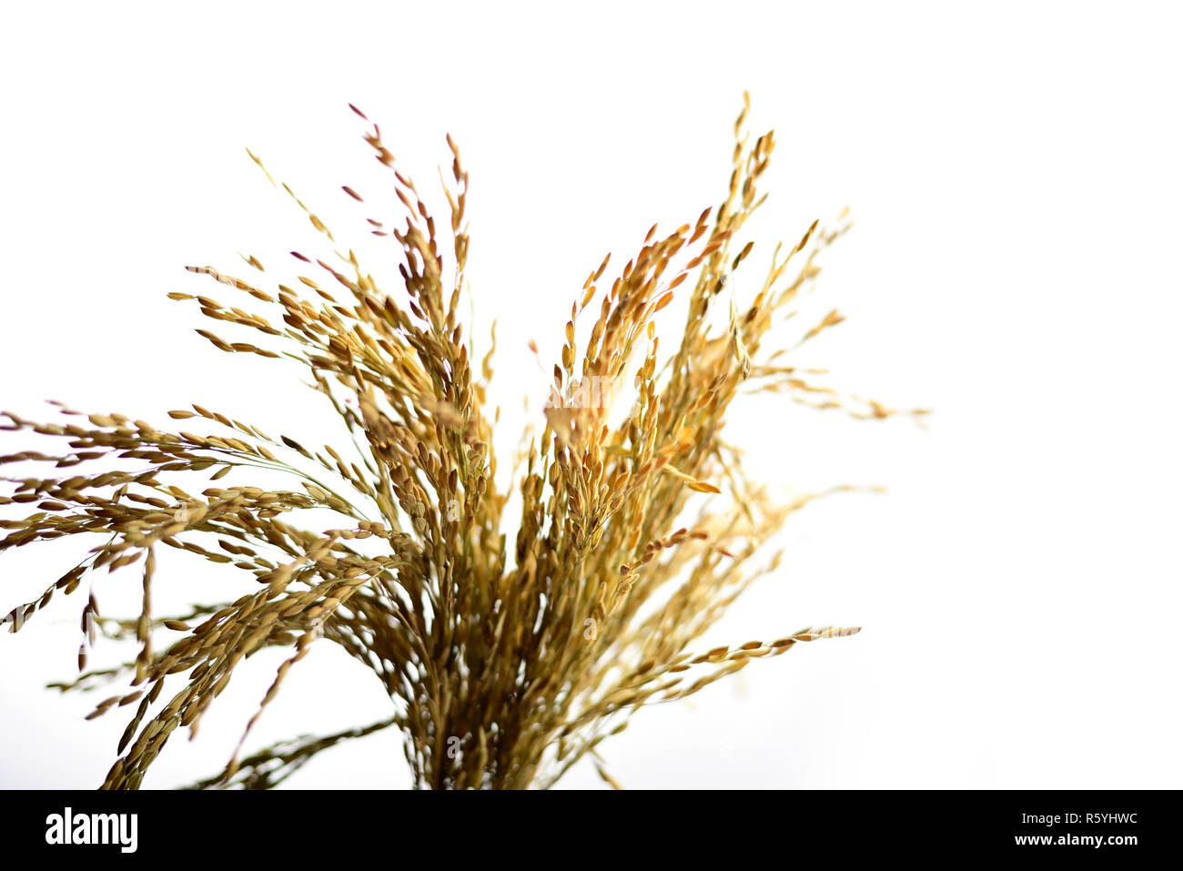 Yellow paddy rice grain isolated on white background Stock Photo - Alamy