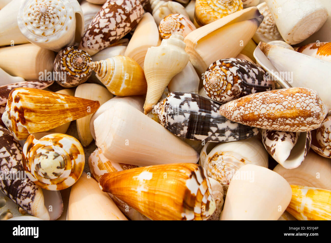 shell collection. natural backgrounds and textures Stock Photo - Alamy