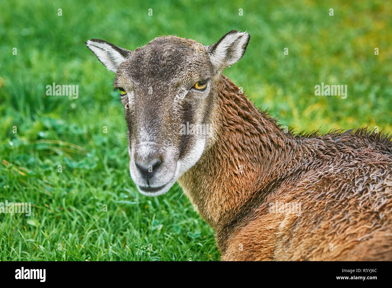 Quadrupedal ruminant mammal hi-res stock photography and images - Alamy