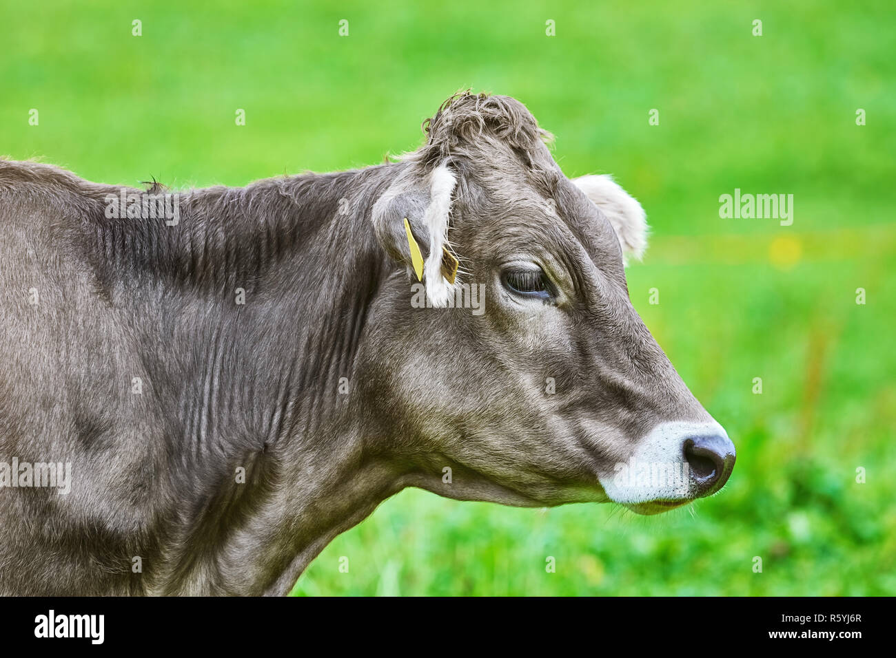Portrait of Cow Stock Photo - Alamy