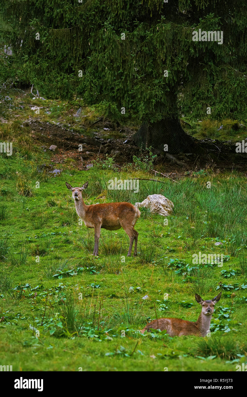Deer in the Forest Stock Photo - Alamy