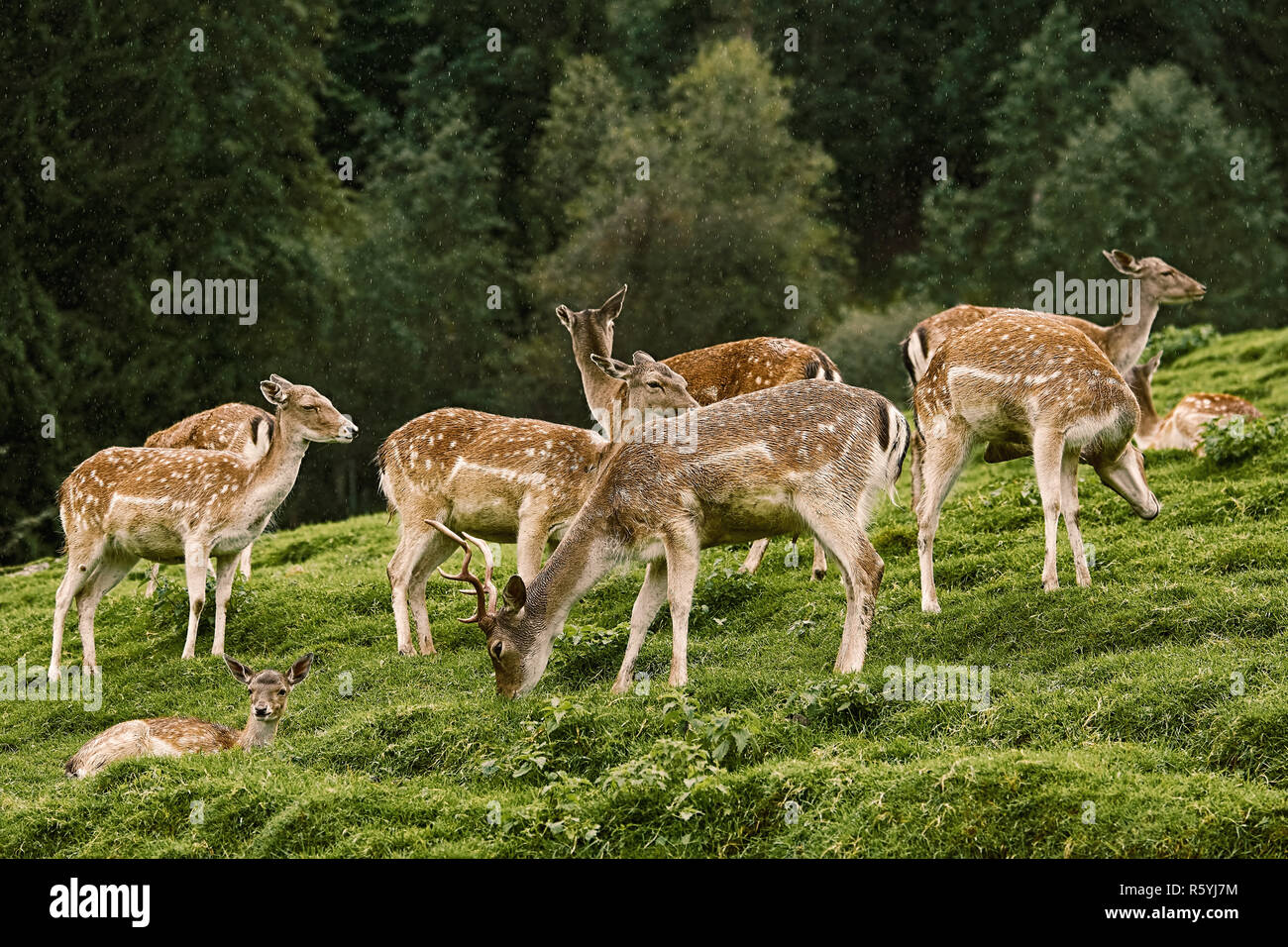 Deers near the Forest Stock Photo - Alamy