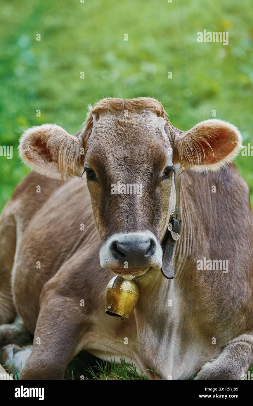 Portrait of Cow Stock Photo - Alamy