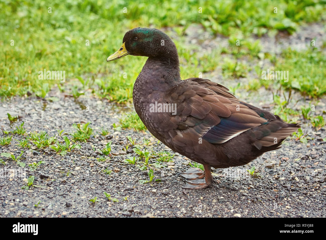 Duck on the Ground Stock Photo - Alamy