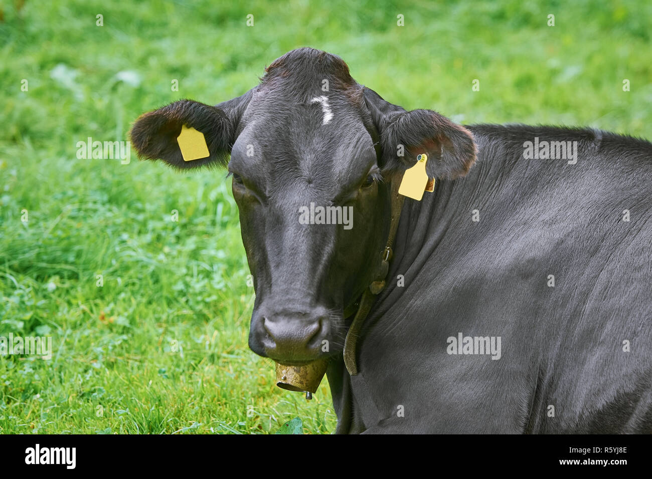 Portrait of Cow Stock Photo - Alamy
