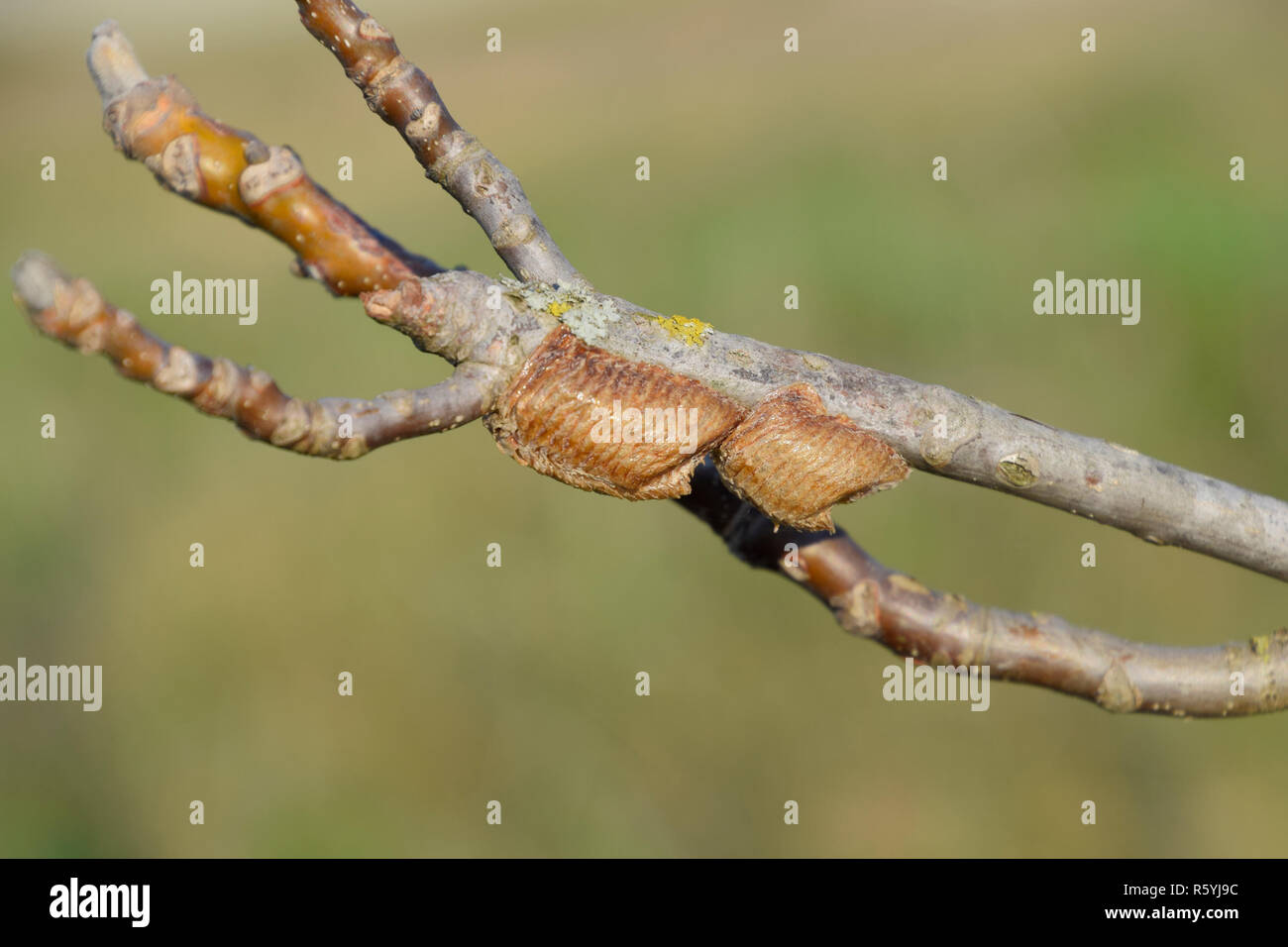 Ootheca mantis on the branches of a tree. The eggs of the insect Stock ...