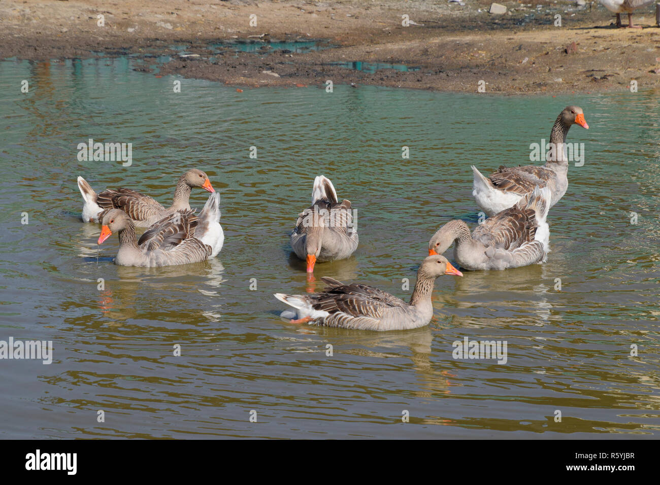 Greylag goose egg hi-res stock photography and images - Alamy