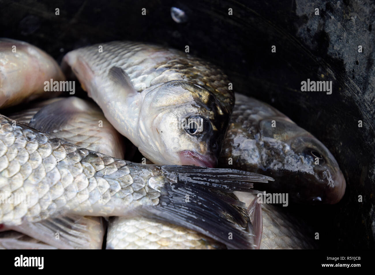 Freshwater fish with big scales hi-res stock photography and images - Alamy