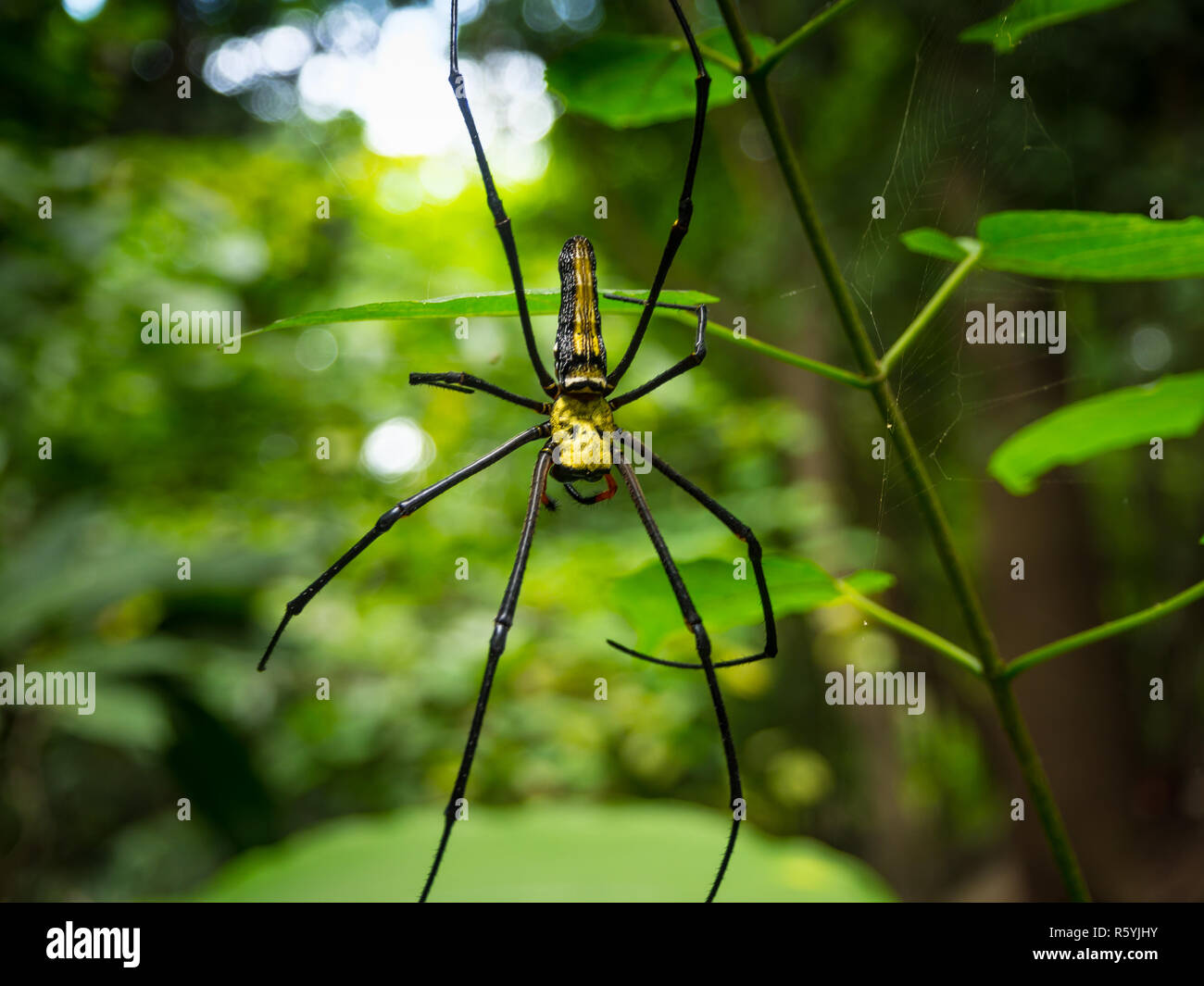 Garden orbweavers hi-res stock photography and images - Alamy