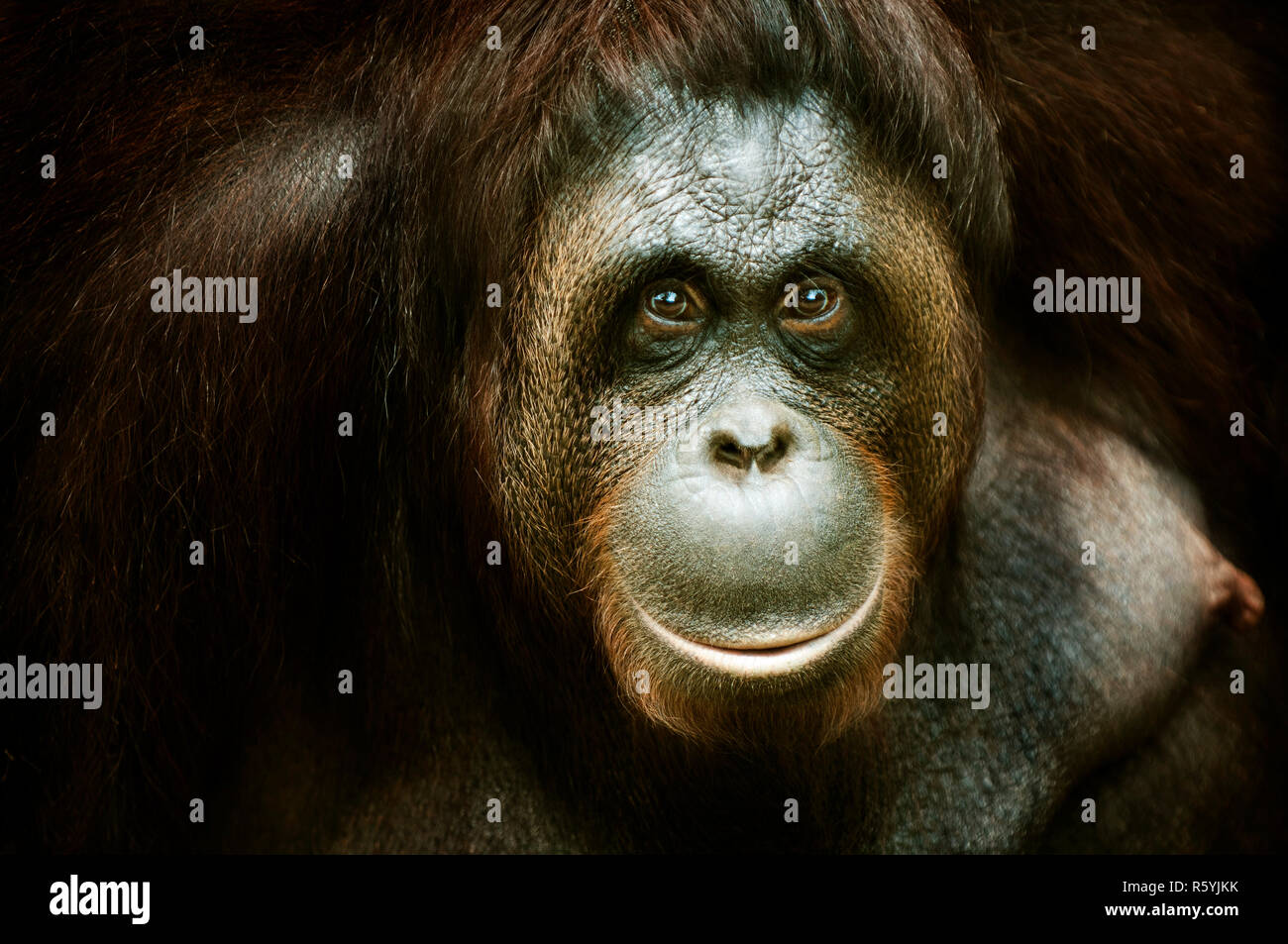 Orangutan Laughing At Magic