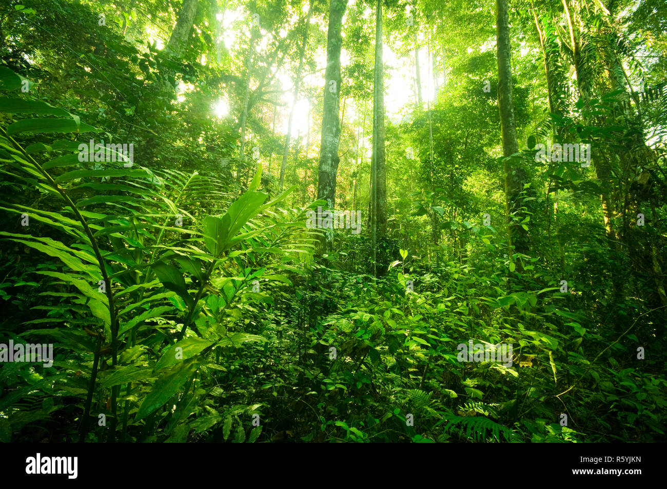 tropical rainforest landscape Stock Photo - Alamy