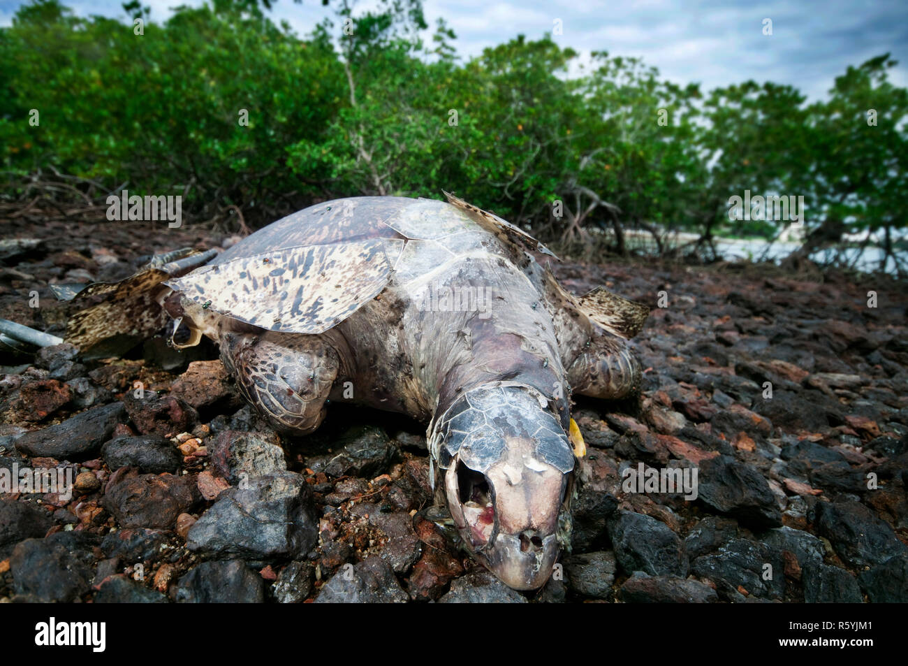 Dead sea turtle Stock Photo - Alamy