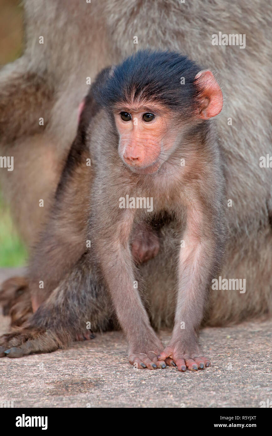 Baboon ears hi-res stock photography and images - Alamy