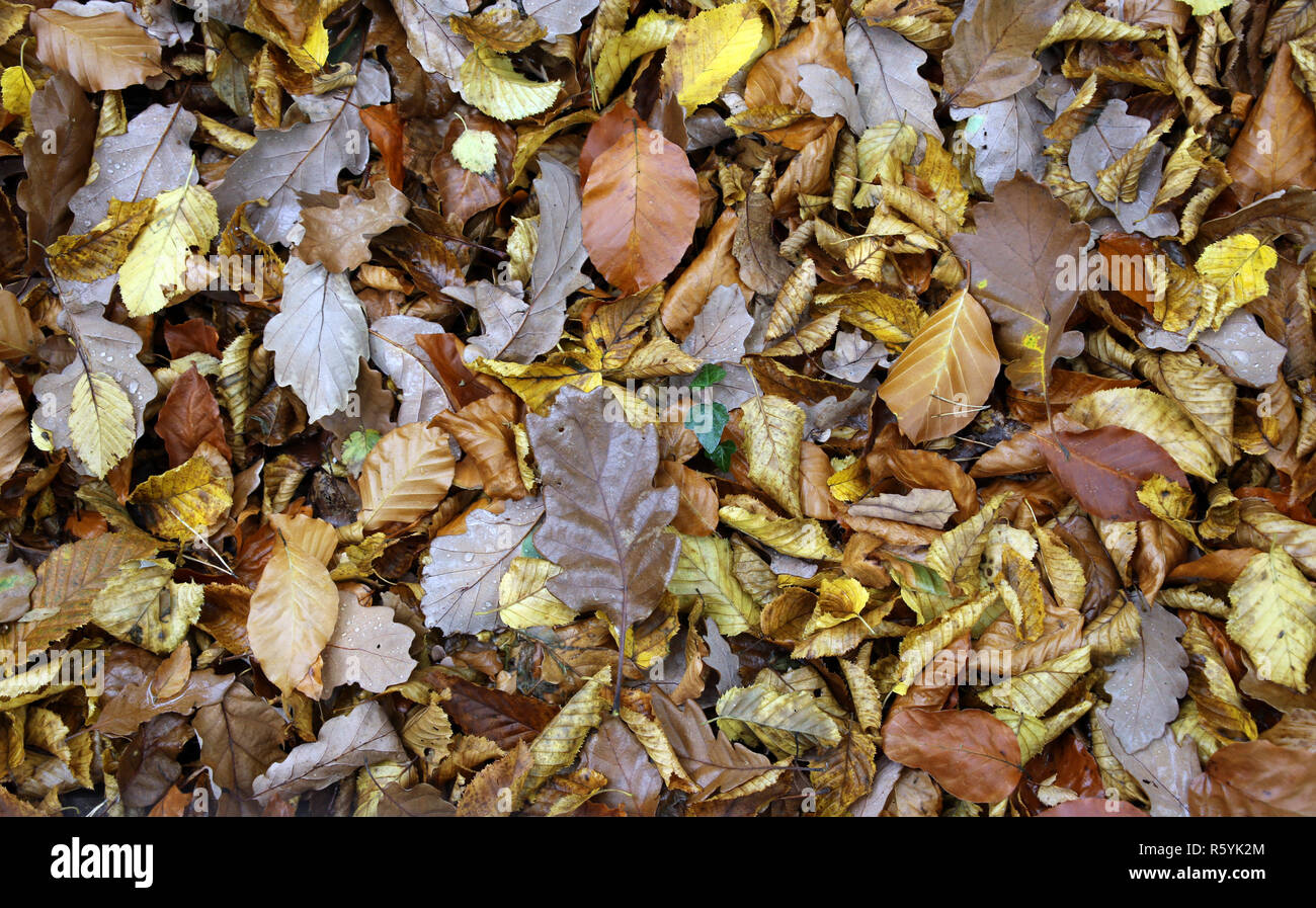 autumn leaves on the forest floor Stock Photo - Alamy