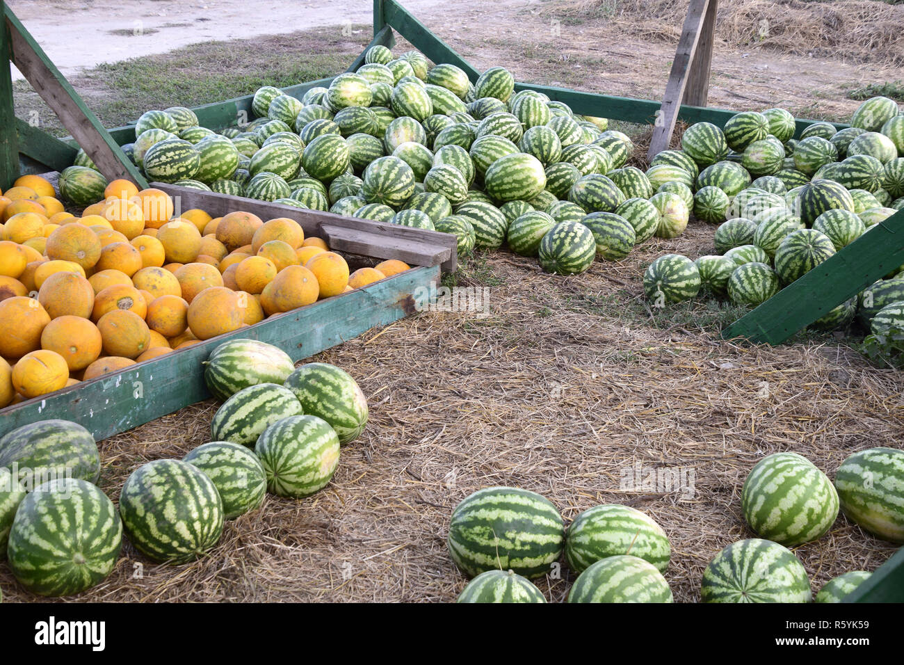 Collected in a pile of melons and watermelons Stock Photo - Alamy