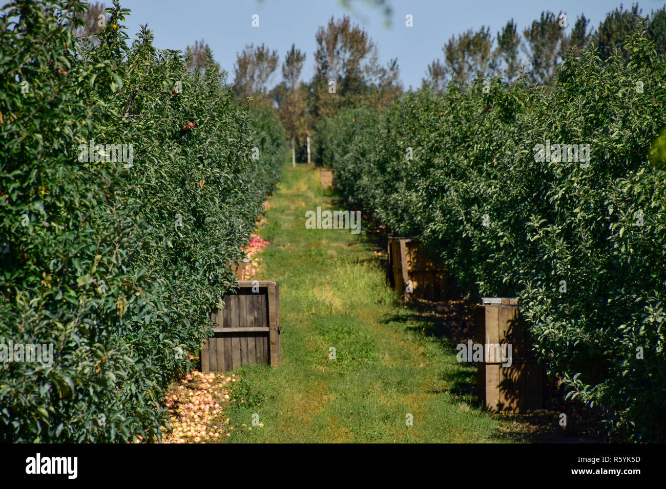 Apple orchard. Rows of trees and the fruit of the ground under t Stock ...
