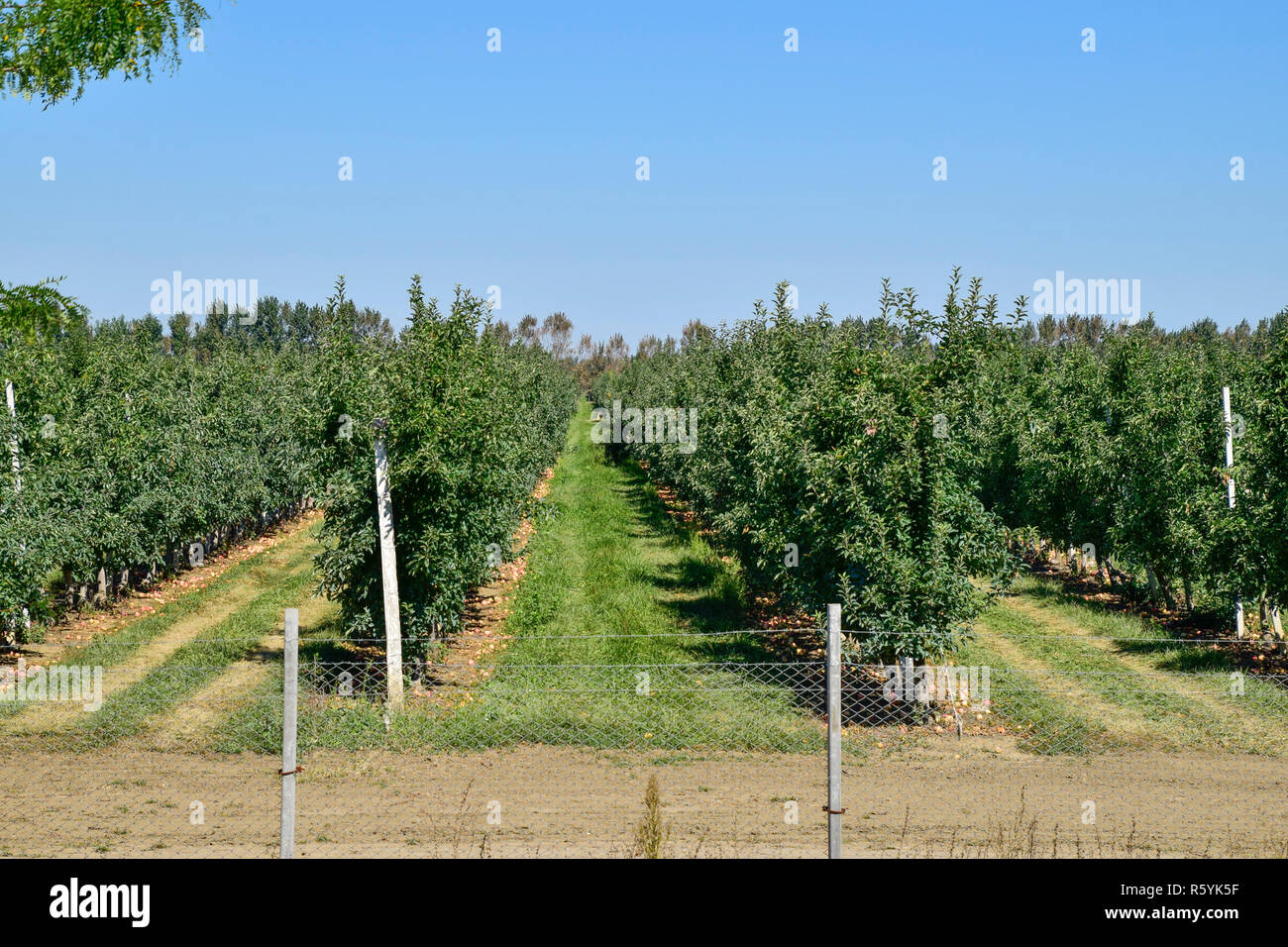 Apple orchard. Rows of trees and the fruit of the ground under t Stock ...