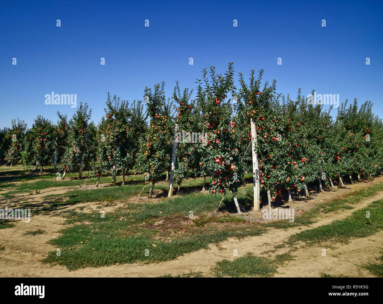 Apple orchard. Rows of trees and the fruit of the ground under t Stock ...