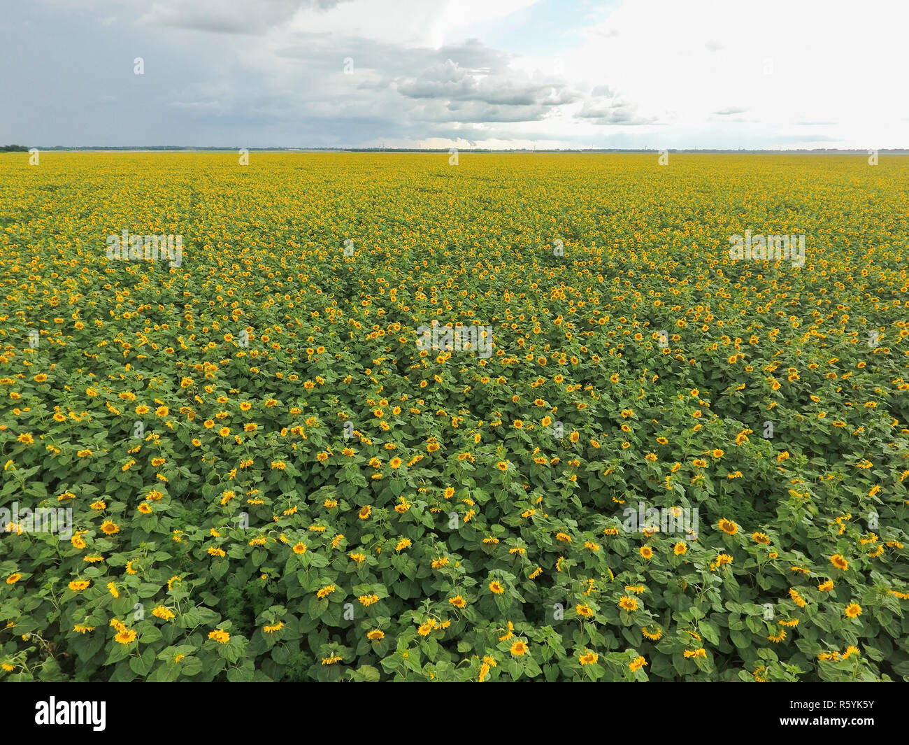 Field of sunflowers. Top view Stock Photo - Alamy