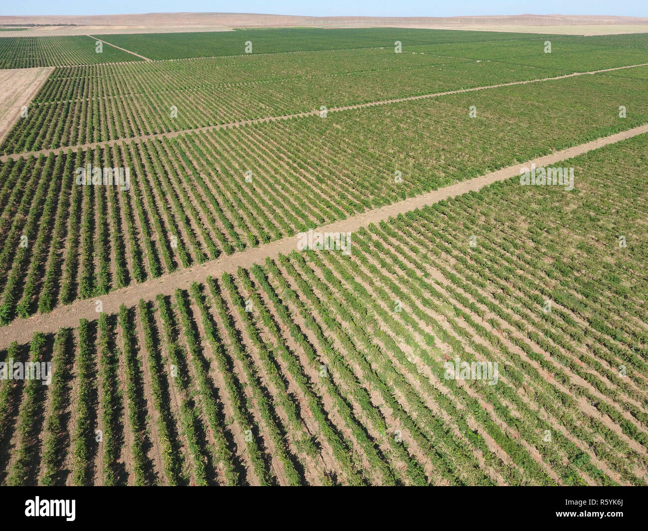 Grape orchards bird's-eye view. Vine rows. Top view of the garde Stock ...