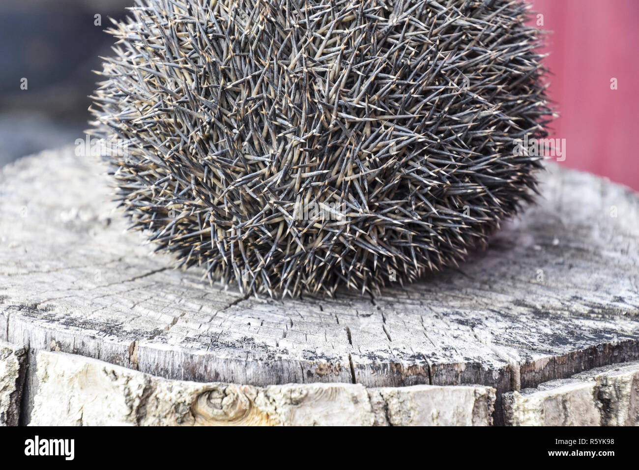 Hedgehog on the tree stump. Hedgehog curled up into a ball Stock Photo ...