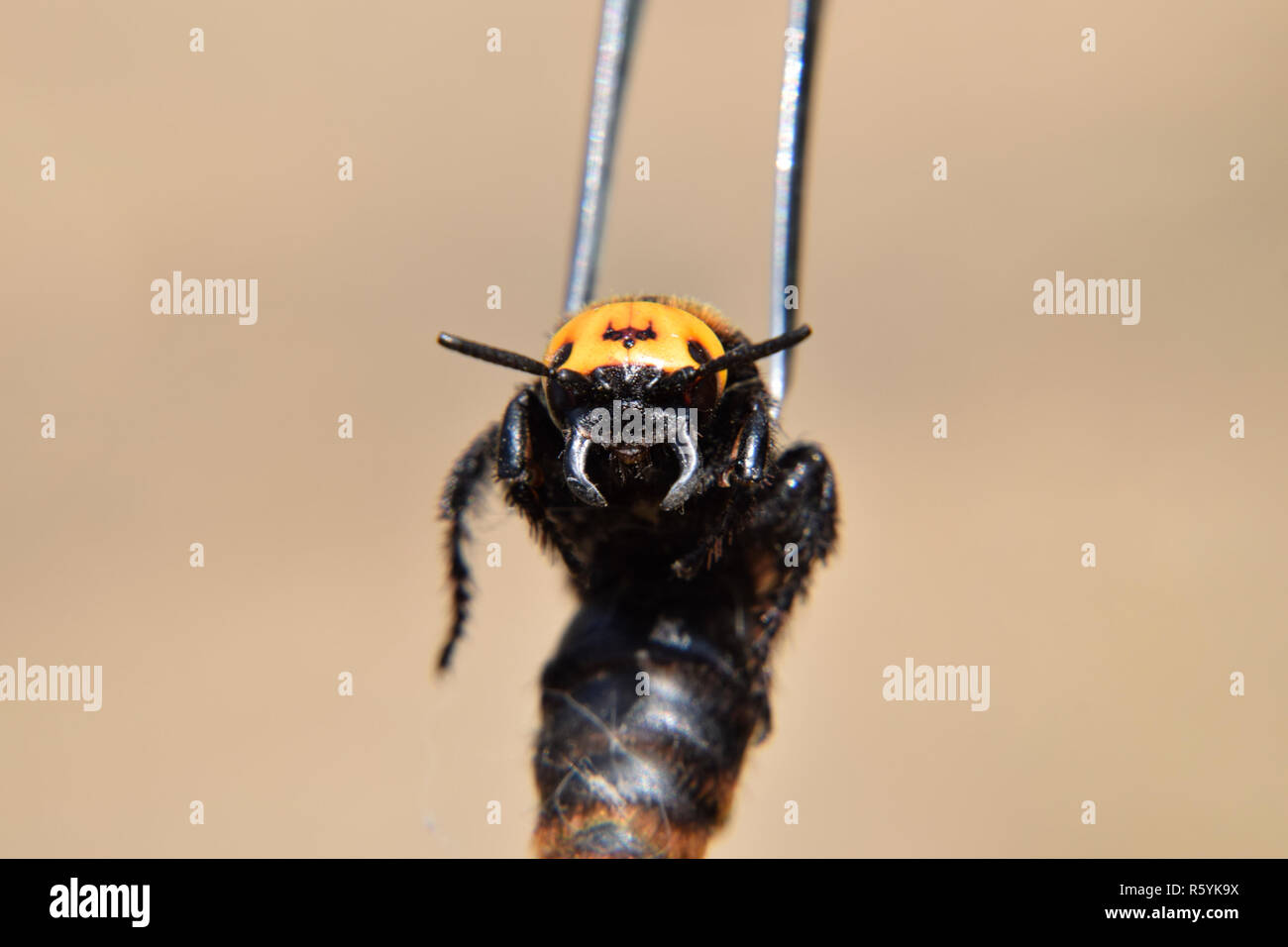 Megascolia maculata. The mammoth wasp Stock Photo - Alamy