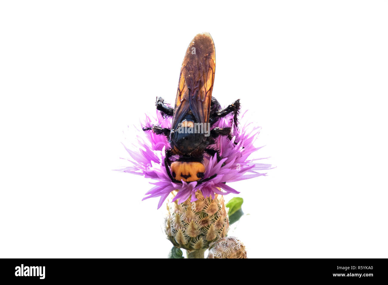Megascolia maculata. The mammoth wasp Stock Photo - Alamy