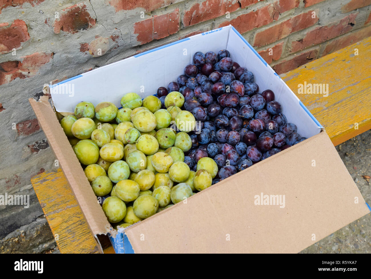 Cardboard box with plums. Plum blue and yellow Stock Photo - Alamy