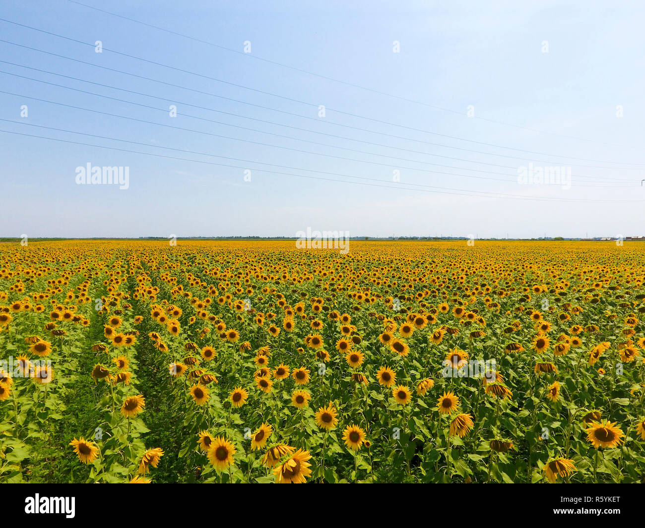 Aerial view of agricultural fields flowering oilseed. Field of s Stock ...