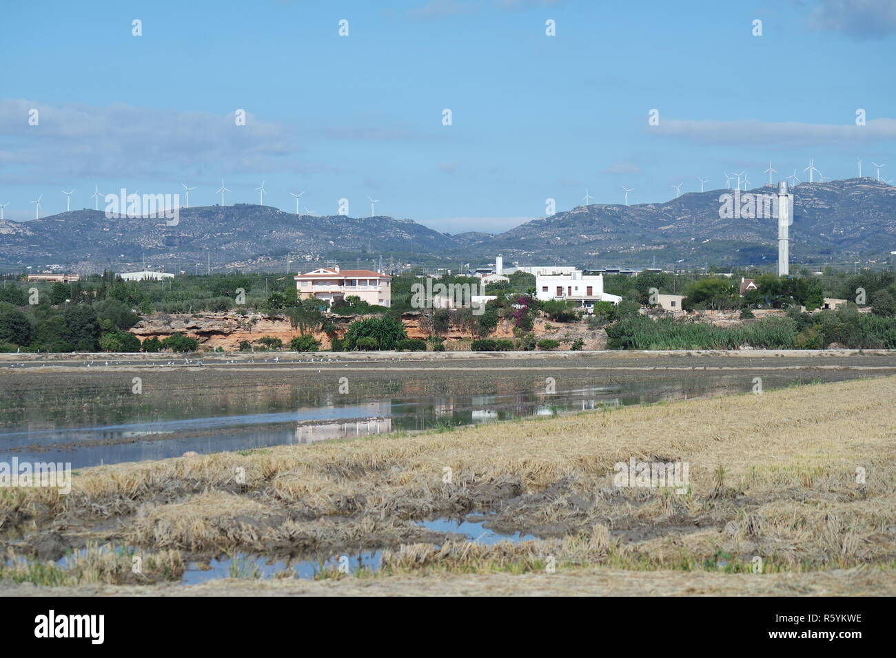 rice fields in the ebro delta Stock Photo - Alamy