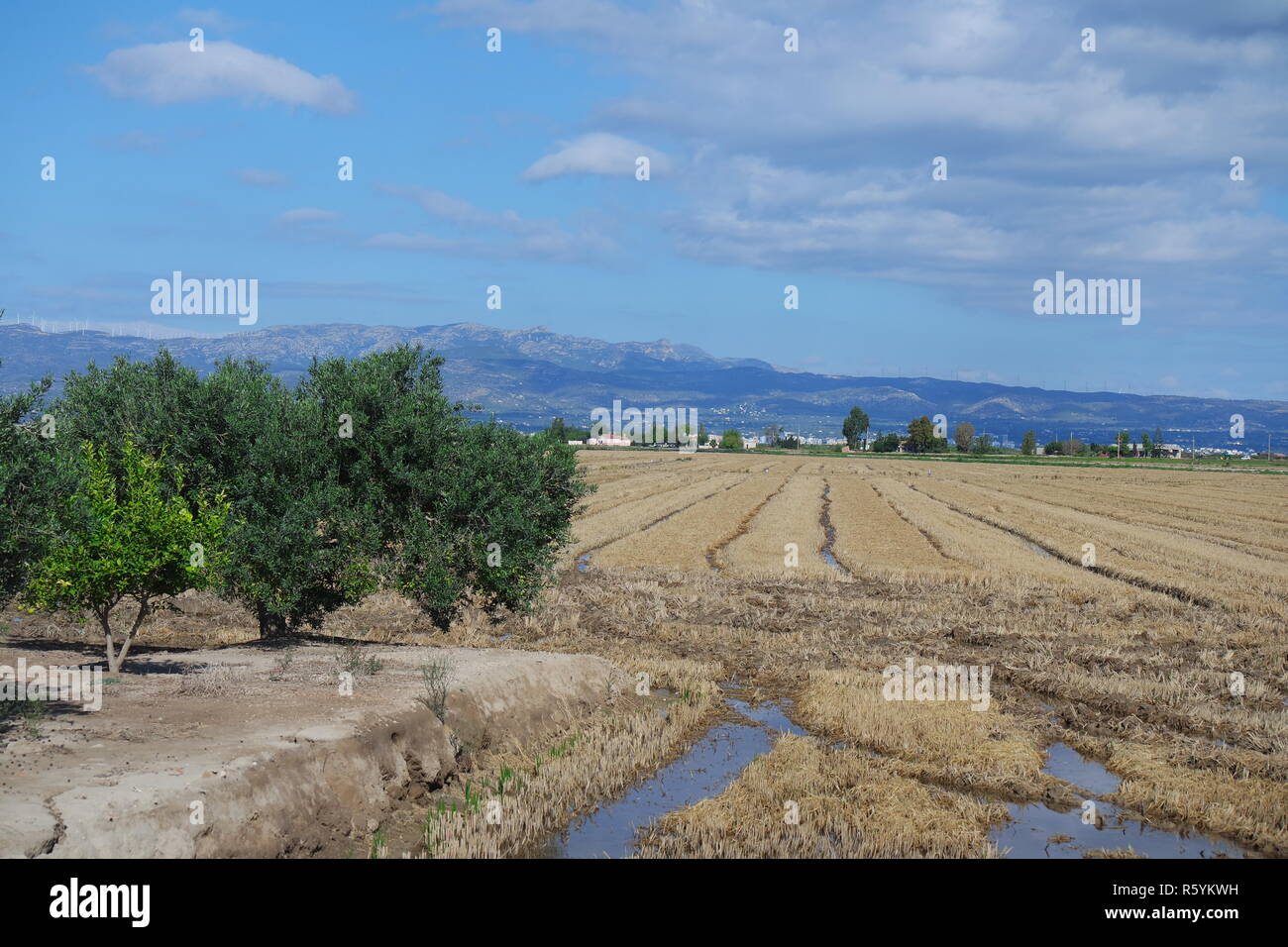 rice fields in the ebro delta Stock Photo - Alamy