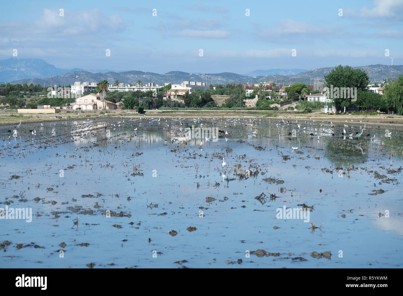 rice fields in the ebro delta Stock Photo - Alamy