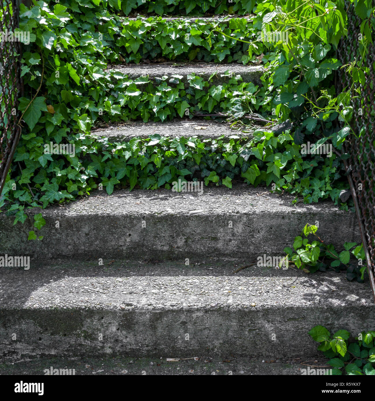 Ivy growing along cement stairs Stock Photo - Alamy