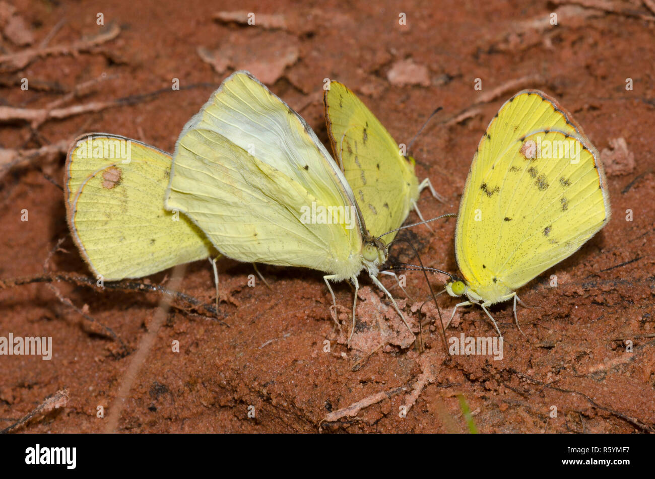 Mexican mud hi-res stock photography and images - Alamy