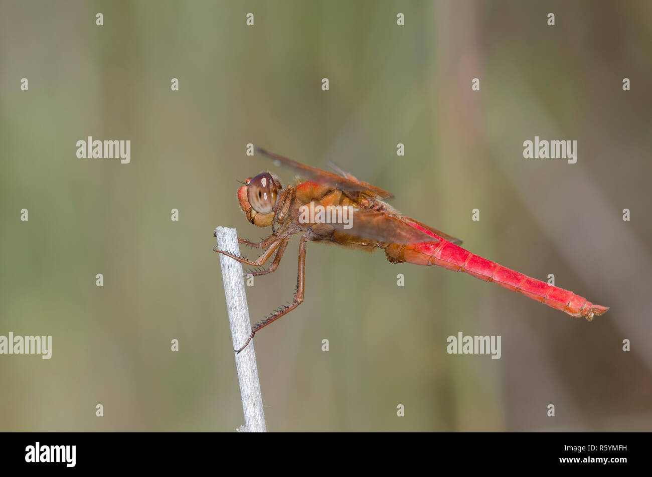 Neon Skimmer, Libellula croceipennis Stock Photo - Alamy