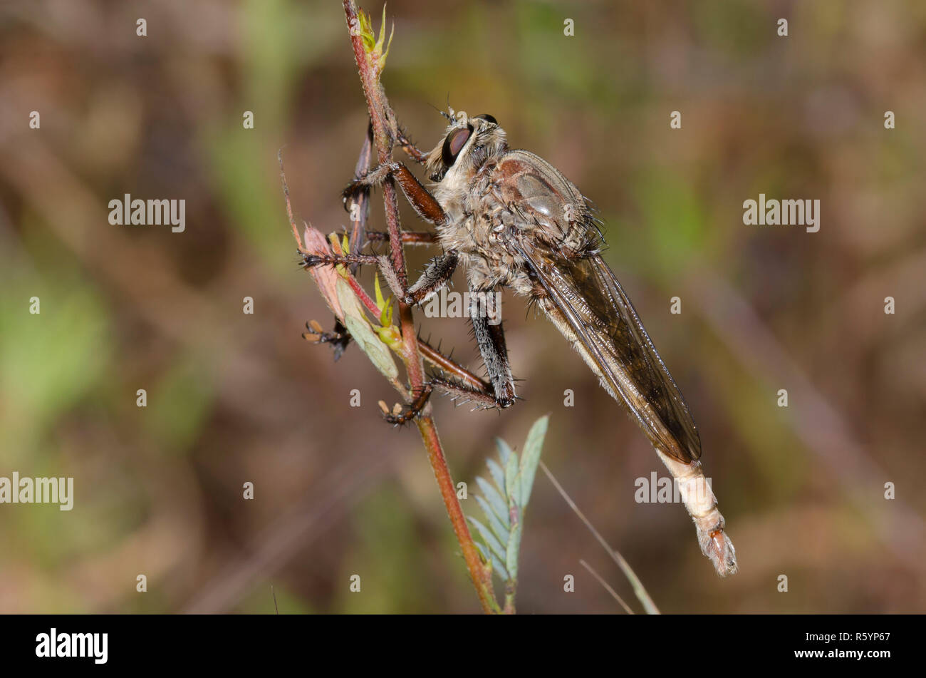 Giant Fly High Resolution Stock Photography and Images - Alamy