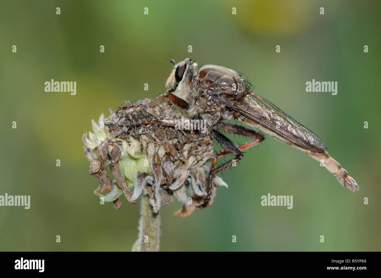 Giant Robber Fly, Proctacanthus sp Stock Photo - Alamy
