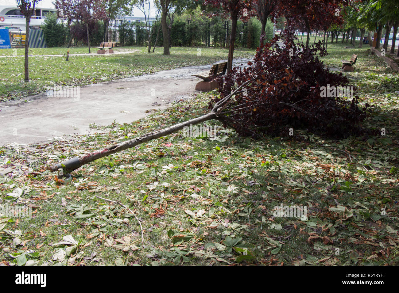 Fallen green tree in green grass in the view Stock Photo - Alamy