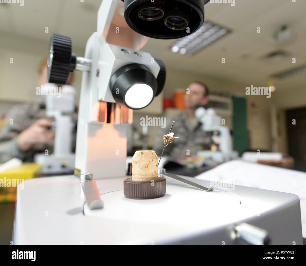Microscope lab insects hi-res stock photography and images - Alamy