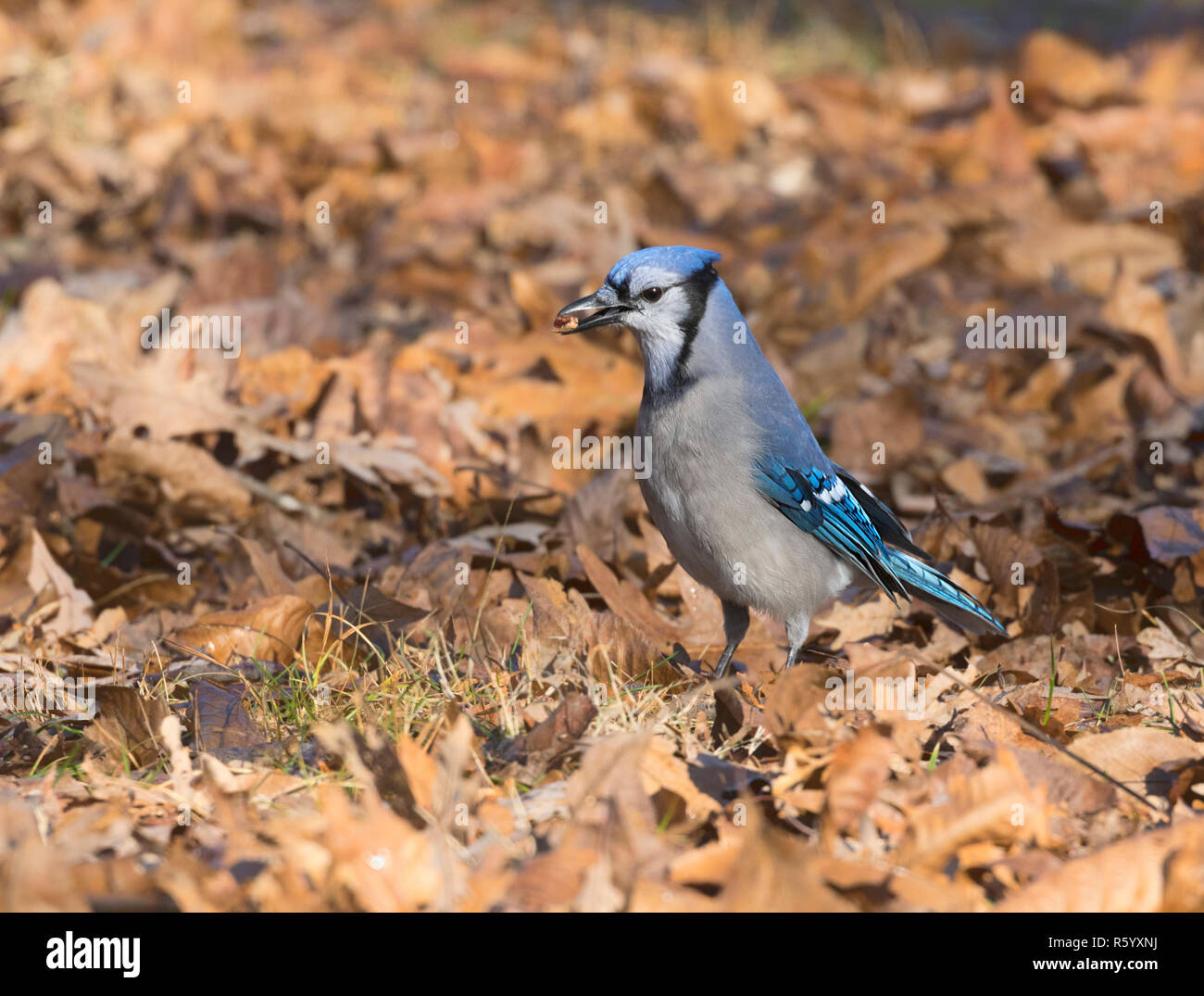 Blue jay (Cyanocitta cristata) with acorn under an oak, Iowa, USA Stock ...