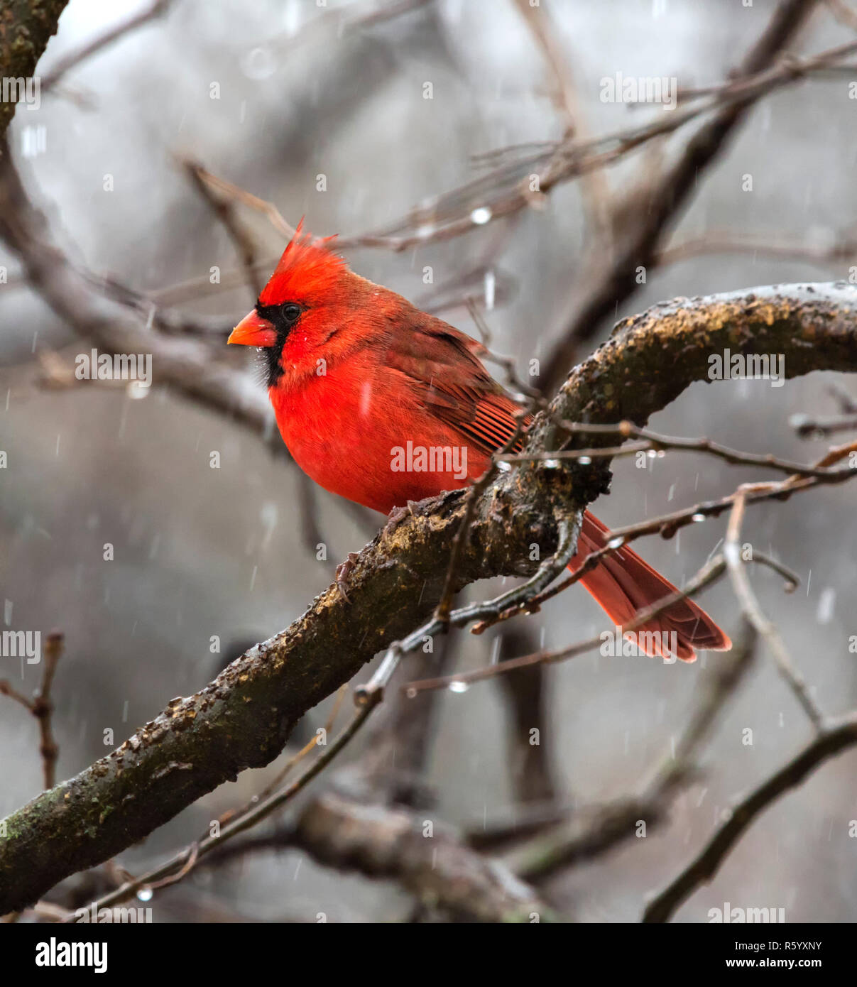 Snow flakes falling on the male Northern Cardinal perched on the tree ...