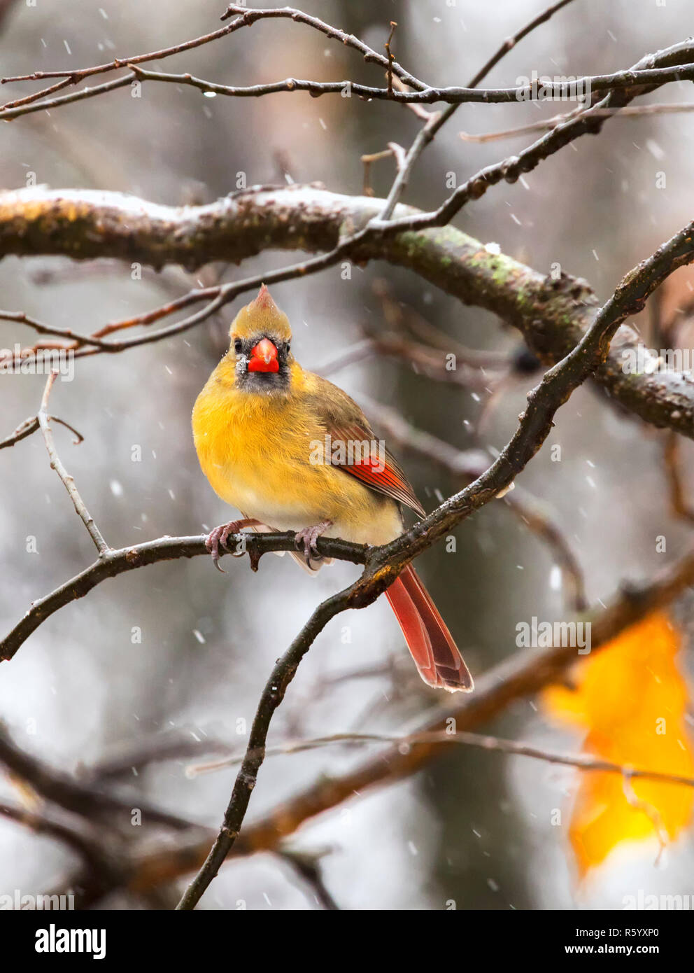 Red Cardinal Snow High Resolution Stock Photography and Images - Alamy