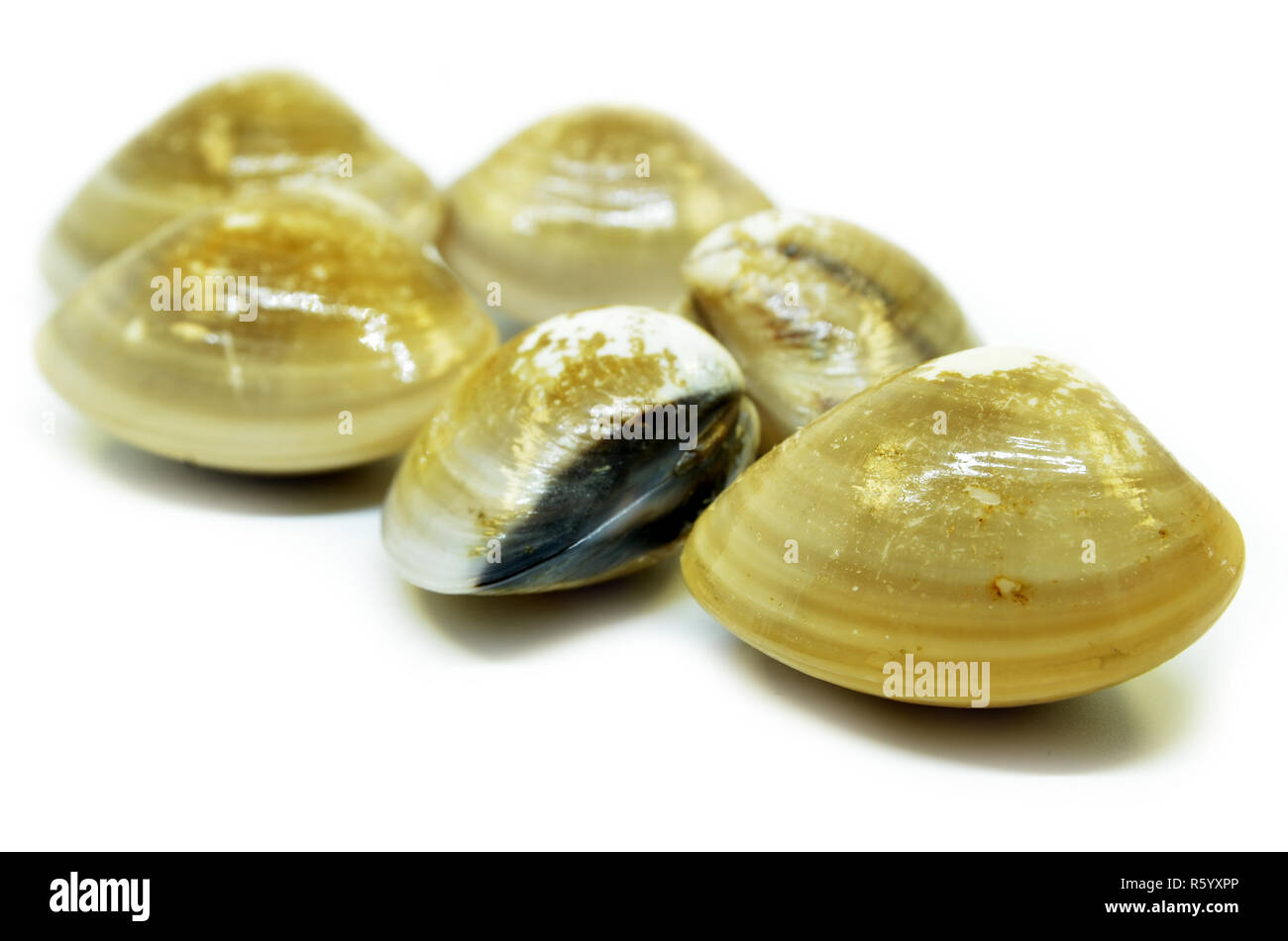 Pipi clam hi-res stock photography and images - Alamy