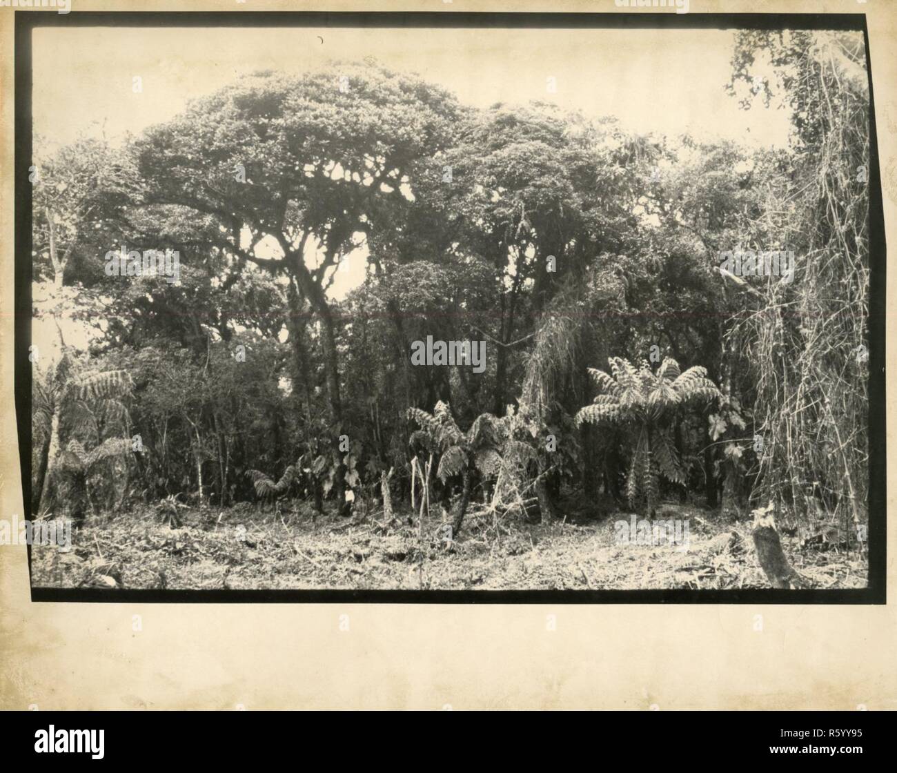 a negative image - photo of trees Stock Photo - Alamy