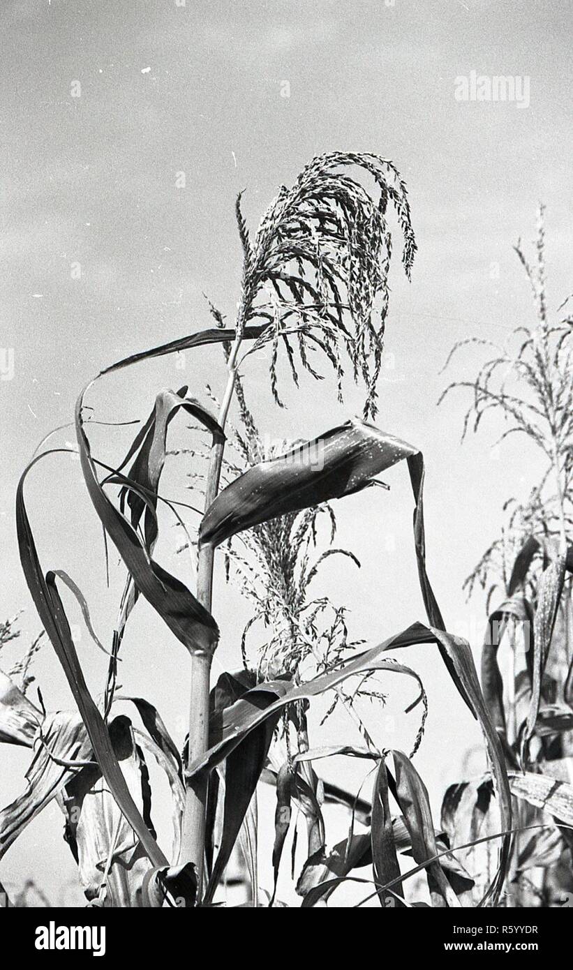 United states army air crops hi-res stock photography and images - Alamy