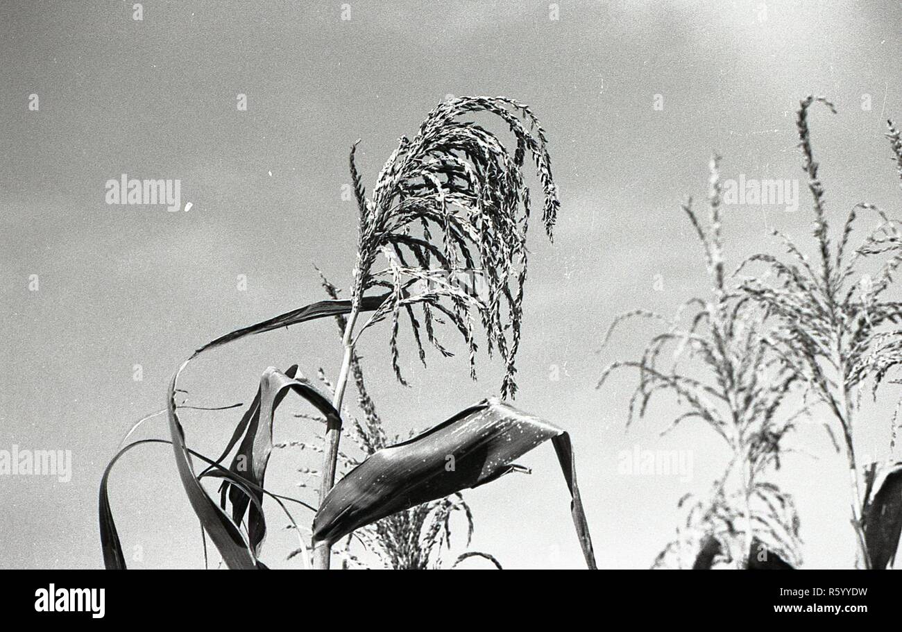 United states army air crops hi-res stock photography and images - Alamy